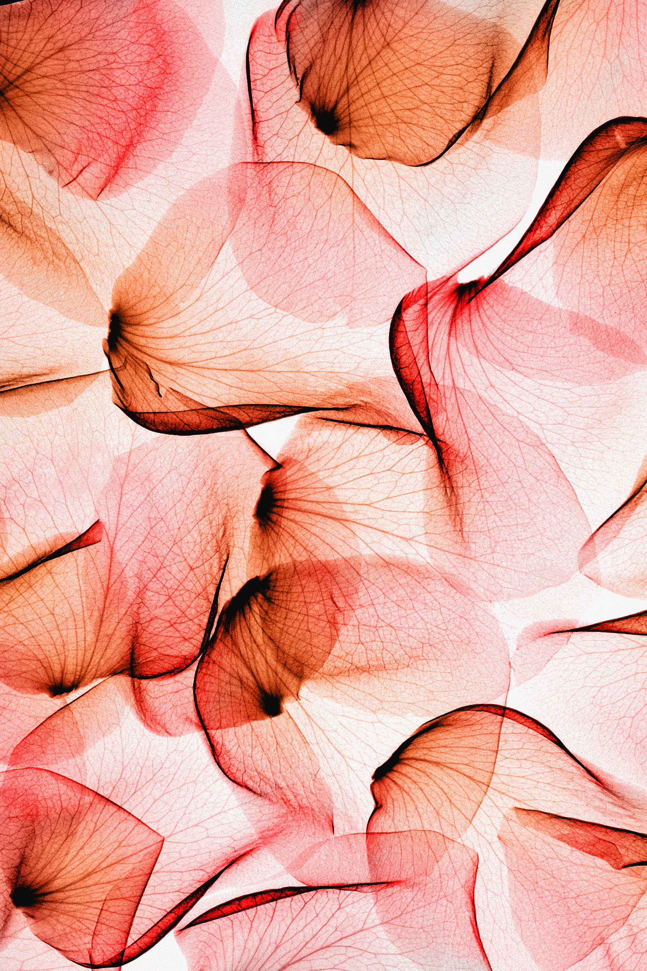 Roses Mural - Hong Pham - Murals Your Way