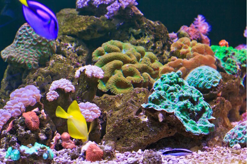 Aquarium Coral Mural - Murals Your Way