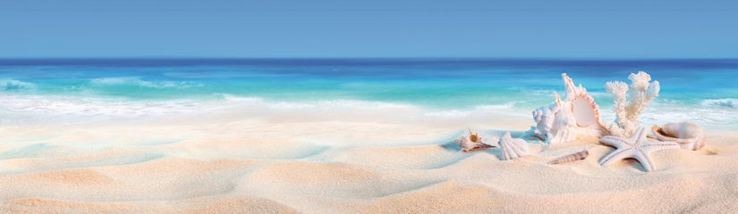 Seashells On Seashore Wall Mural - Murals Your Way