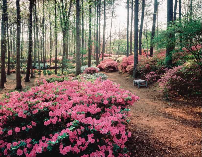 Azaleas At Callaway Gardens Mural - Dietrich Leis Stock Photography ...