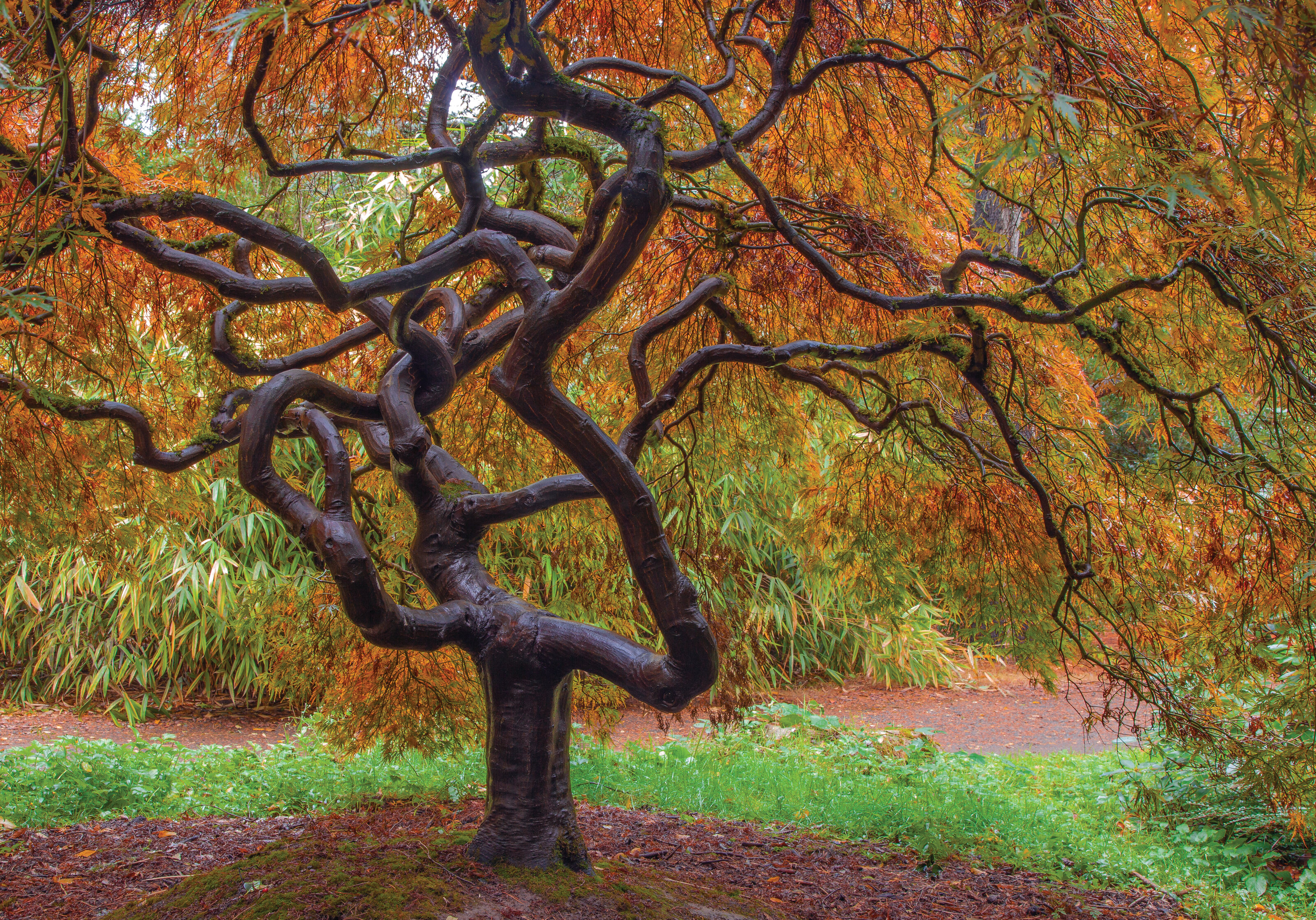 Twisted Maple Tree Mural Wallpaper - Murals Your Way