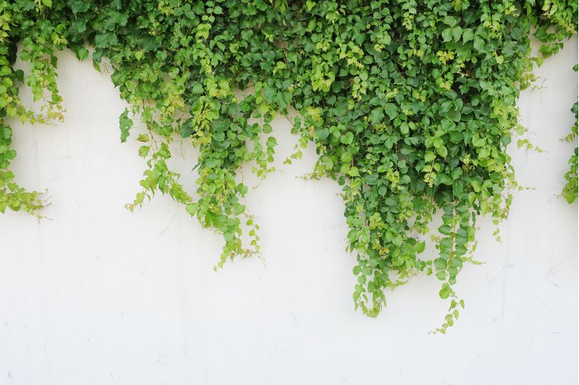 Ivy Leaves Wall Mural - Murals Your Way