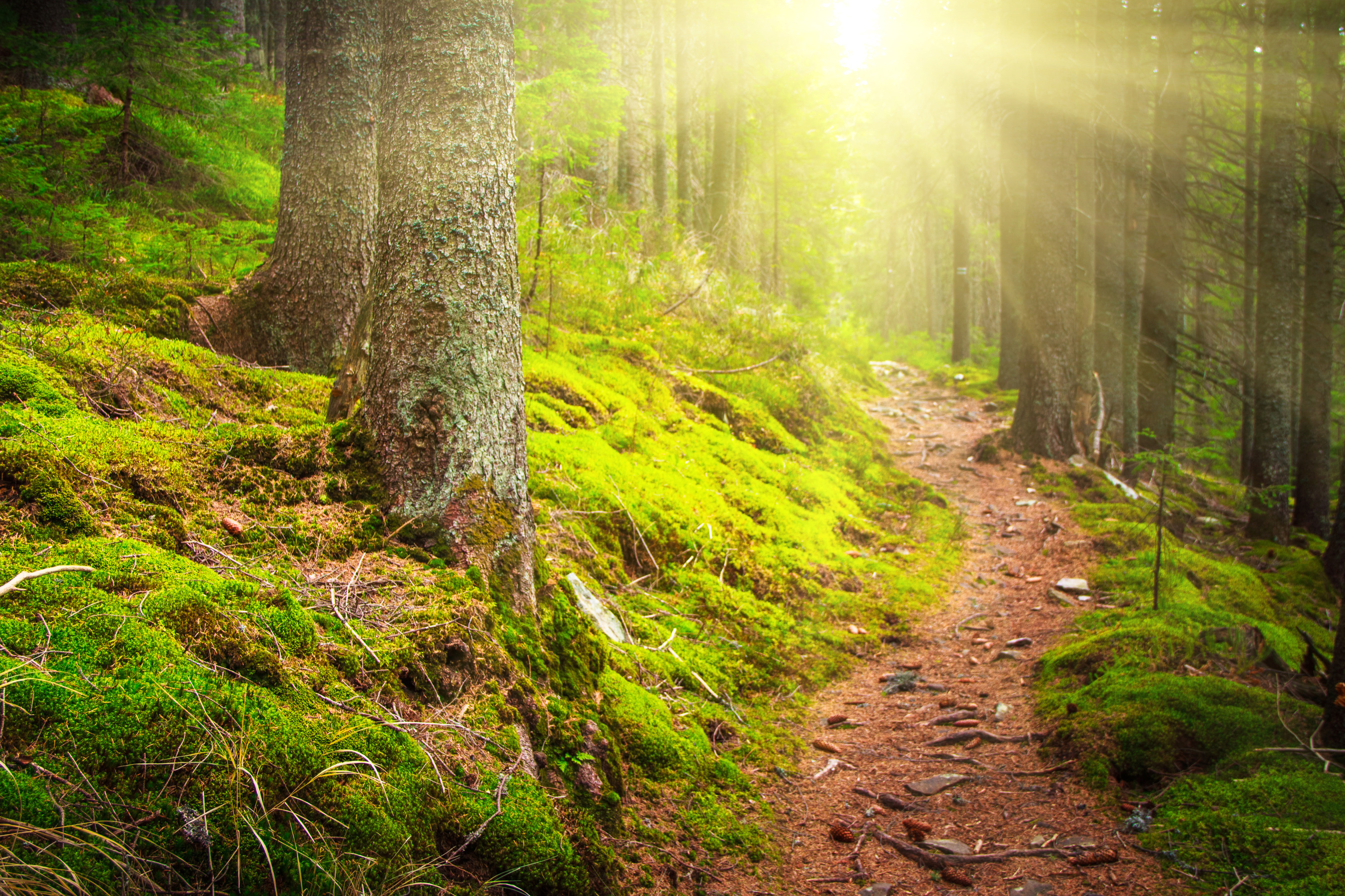 Stone Hiking Path In Forest Wall Mural - Murals Your Way
