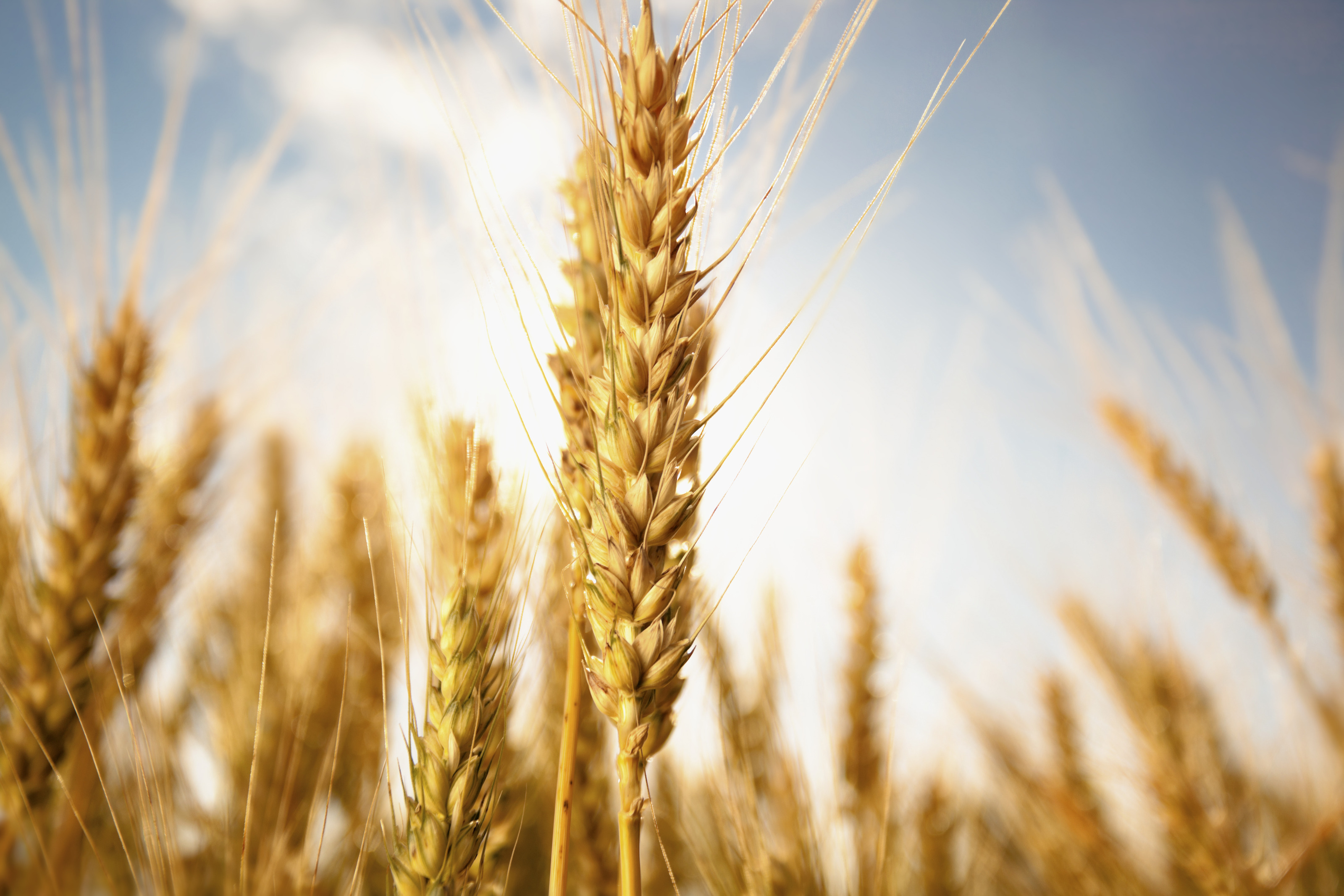 Corn Mural - Amri Designs - Murals Your Way