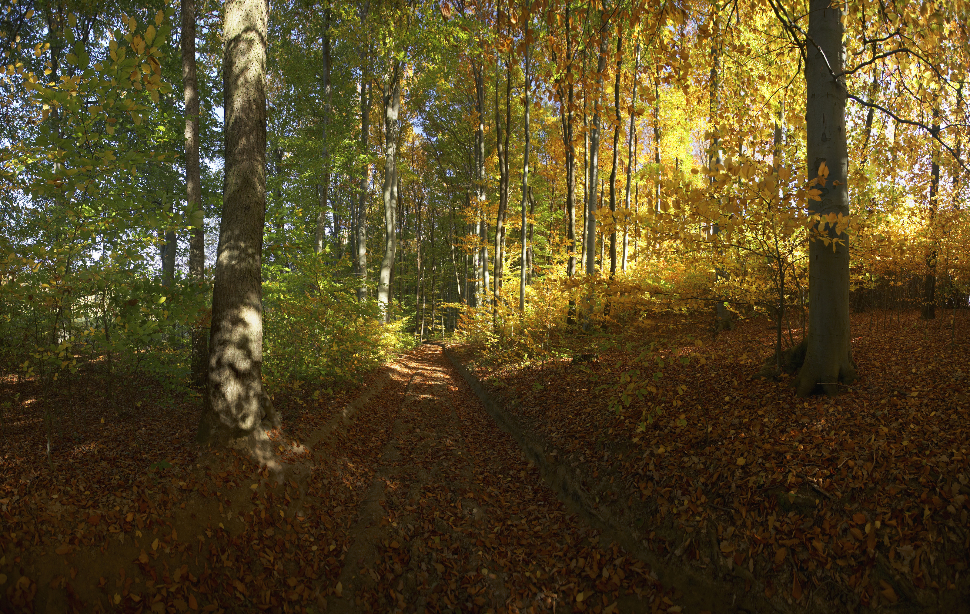 The Path Mural - Murals Your Way