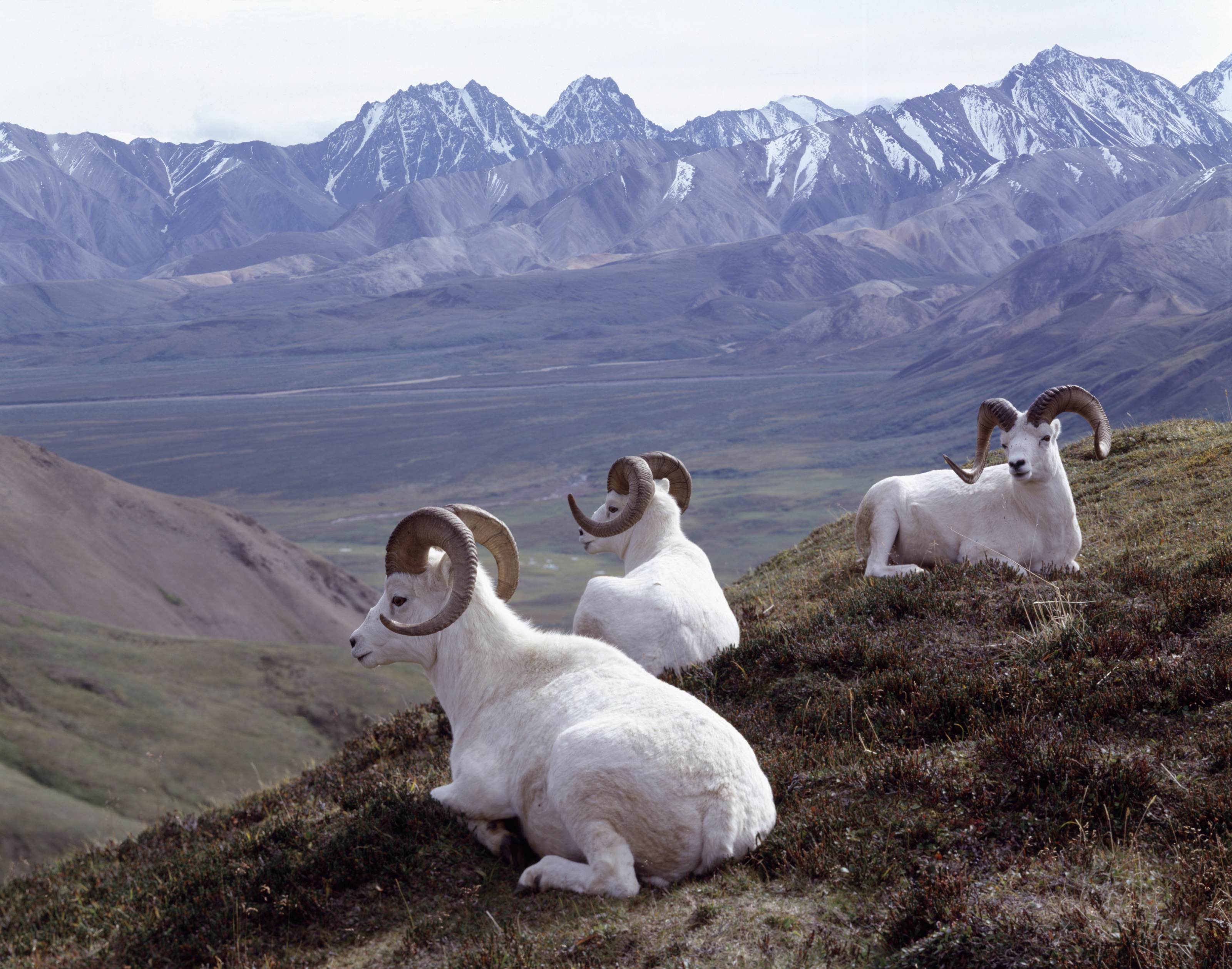 Dall Sheep Mural - Murals Your Way