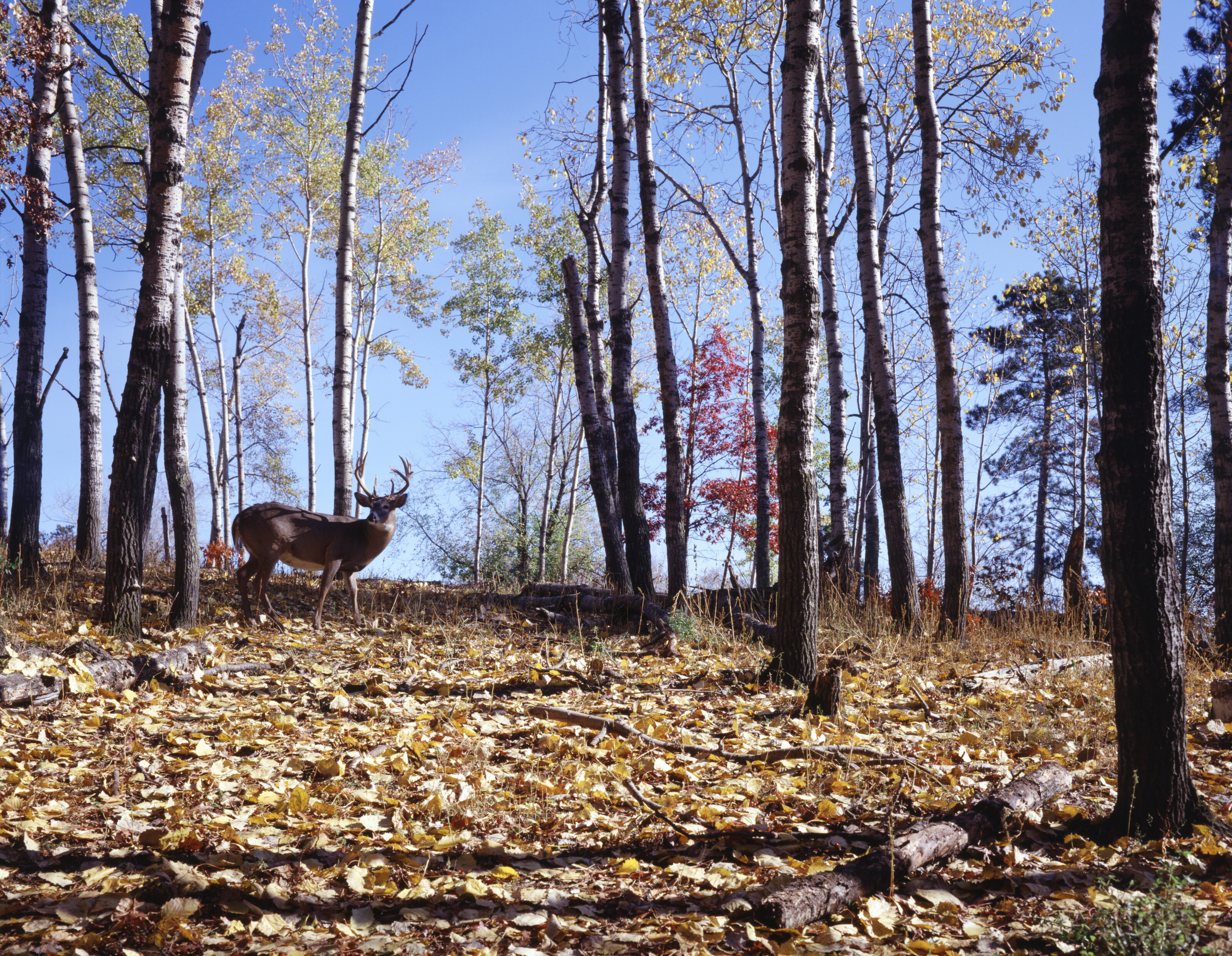Wandering Whitetail Deer Forest Wall Mural - Murals Your Way
