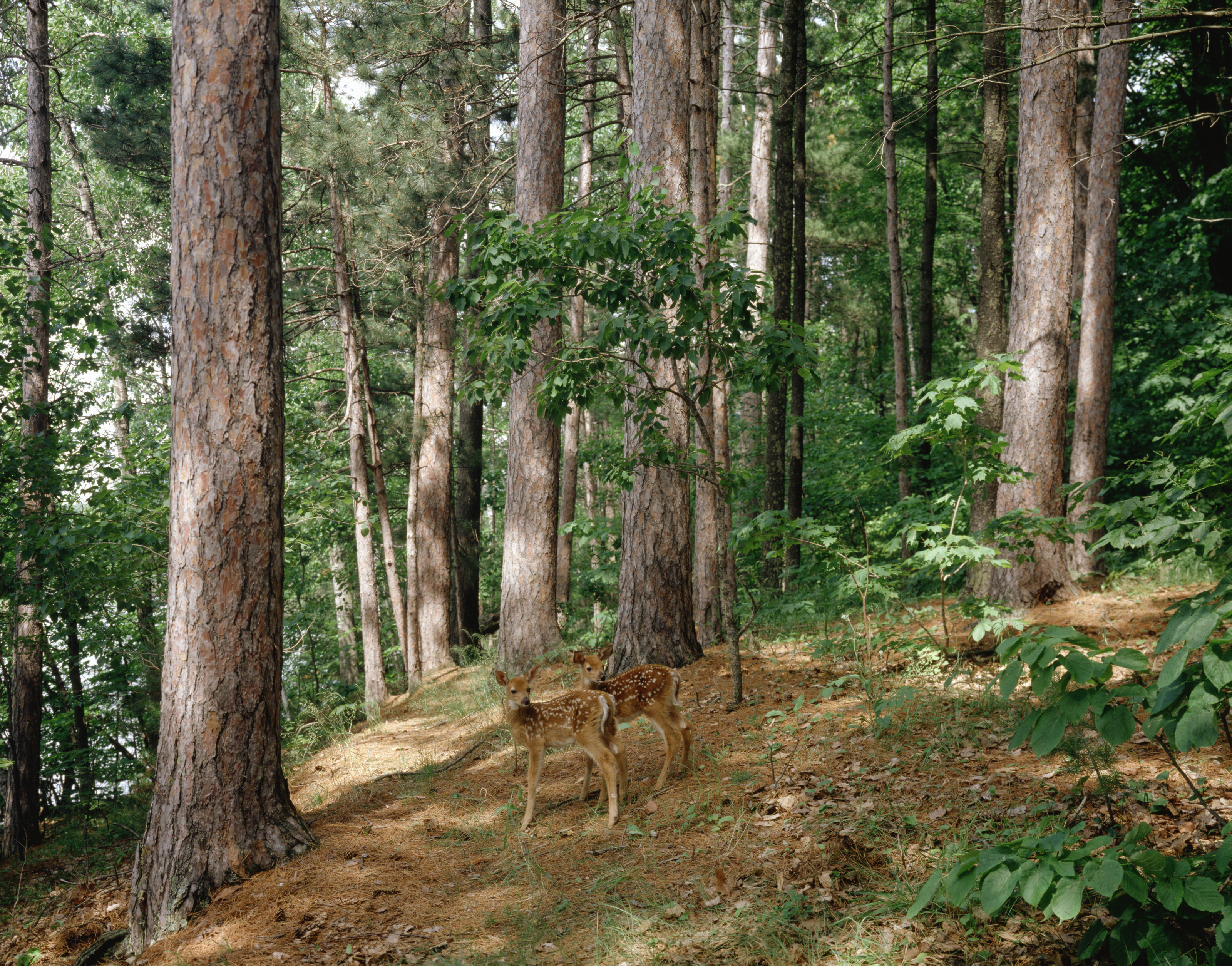 Deer 3 Mural By Craig Blacklock - Murals Your Way