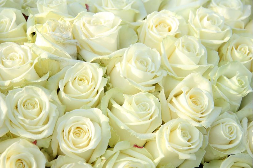 Big Bouquet of White Roses Wall Mural - Murals Your Way