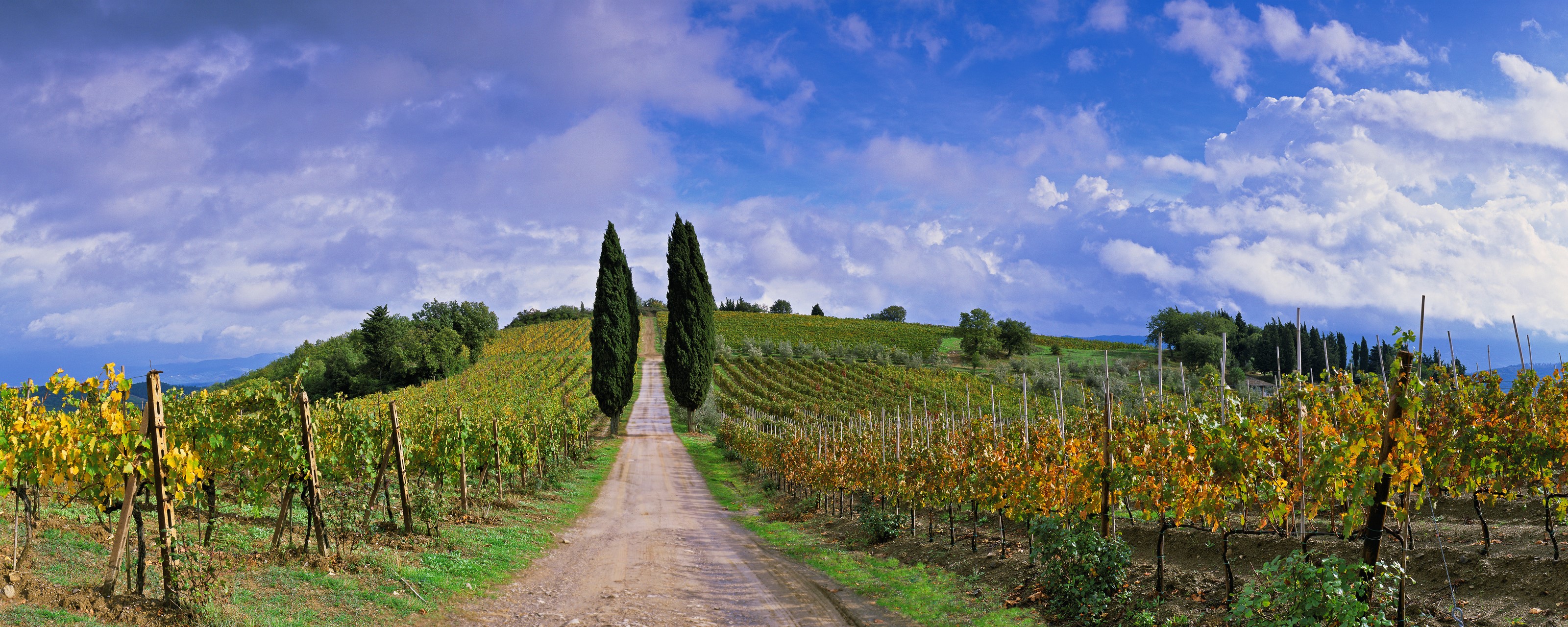 Chianti Lane Wall Mural - Murals Your Way