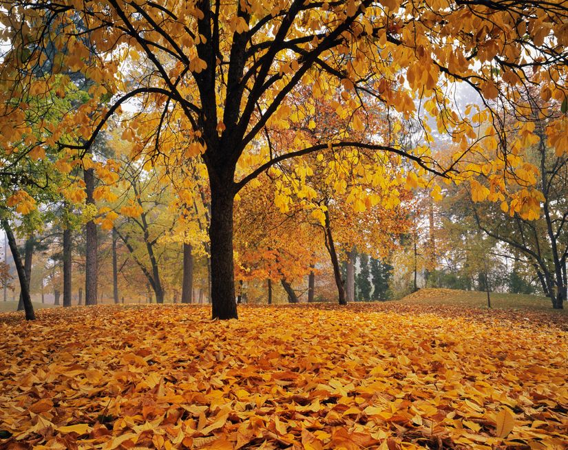 Autumn In Manito Park, Spokane Mural - Charles Gurche - Murals Your Way
