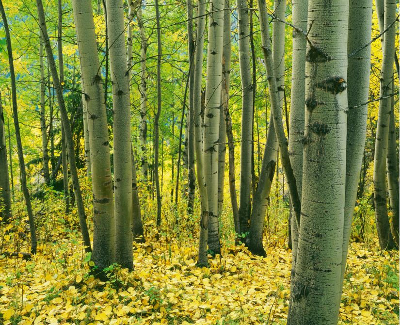 Aspen Tree Wall Mural | Autumn Leaves Mural, Charles Gurche - Murals ...