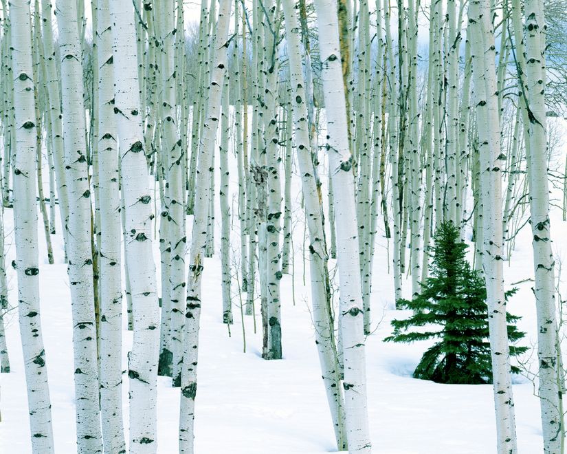 Winter Trees Mural | Aspen Tree Wall Mural, Forest Murals - Murals Your Way