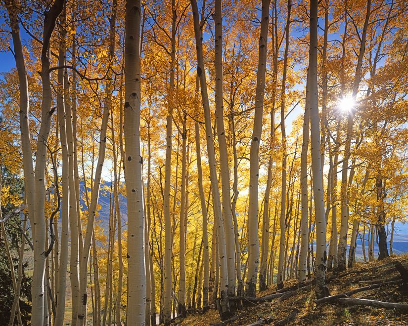 Aspen Grove, Gunnison National Forest Mural - Charles Gurche - Murals ...