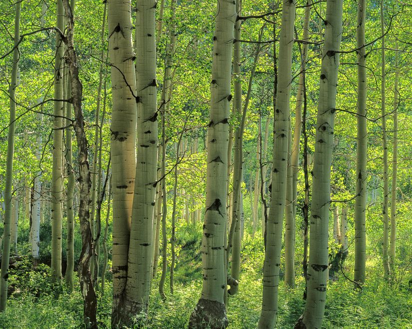 Aspen Tree Forest Wall Mural By Charles Gurche - Murals Your Way