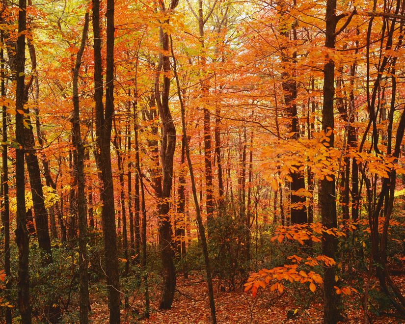 Autumn Forest, Blue Ridge Parkway Mural By Charles Gurche - Murals Your Way