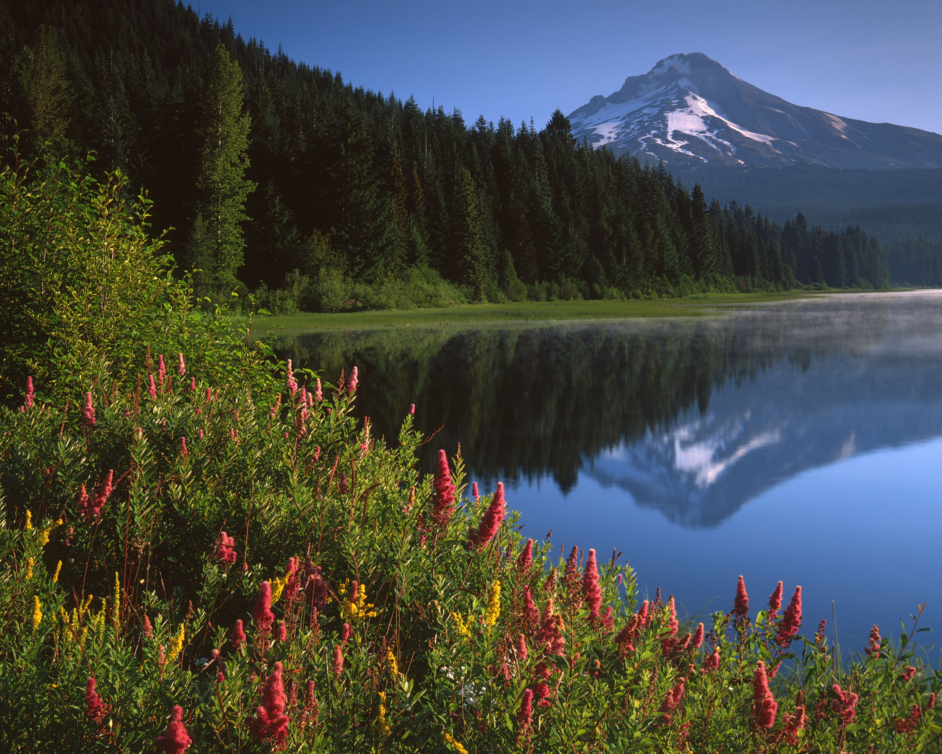 Wildflowers and Reflections Wall Mural - Murals Your Way