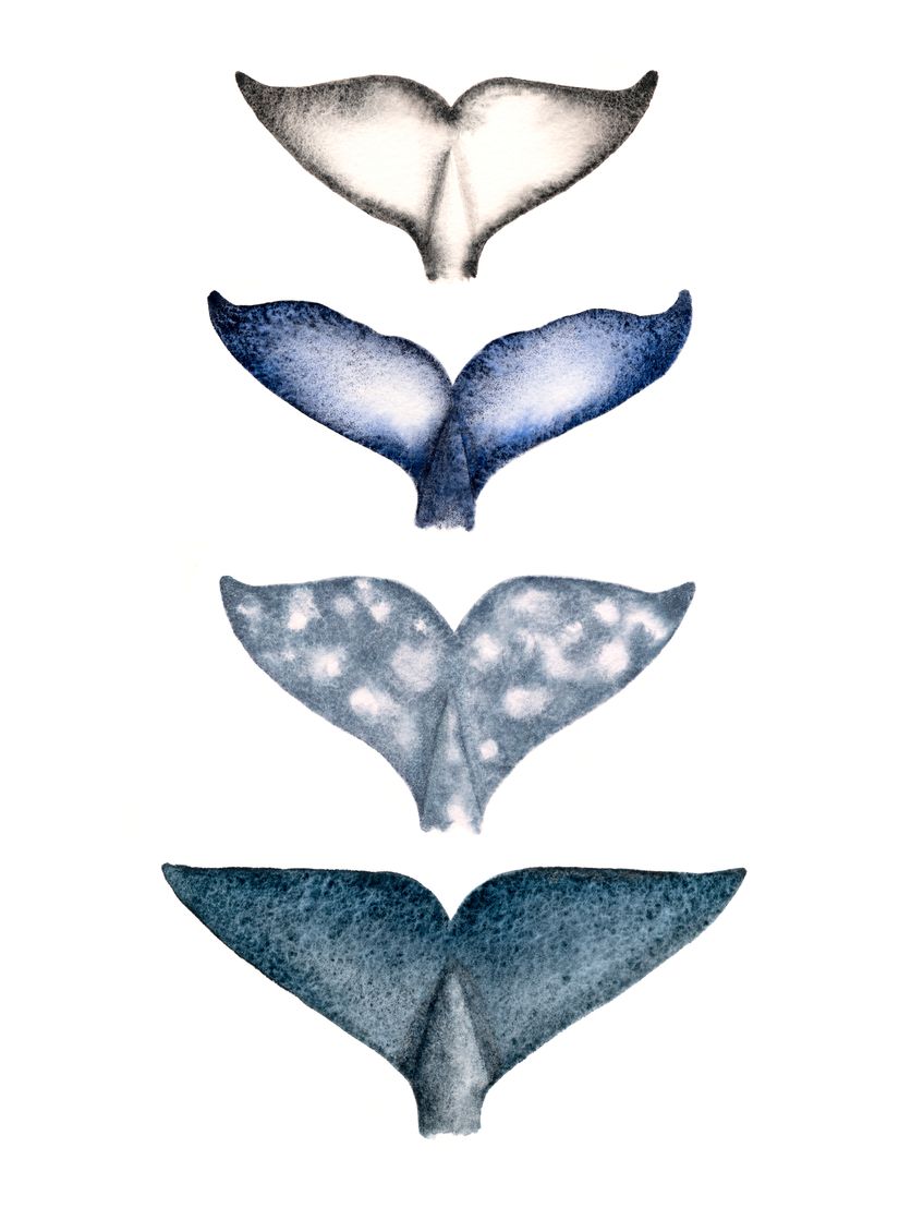 Four Whale Tails Mural - Murals Your Way