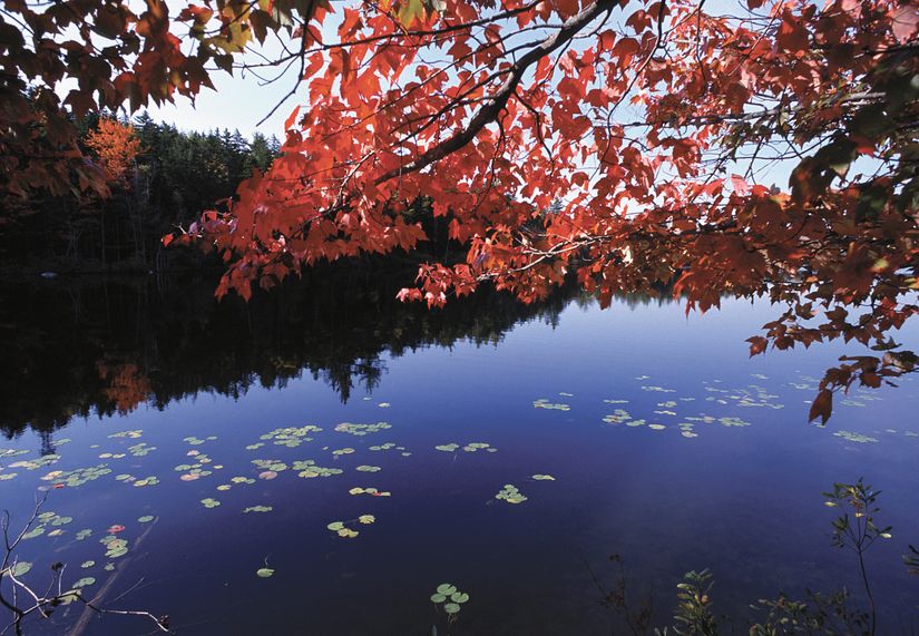 Red Tree Mural - Murals Your Way