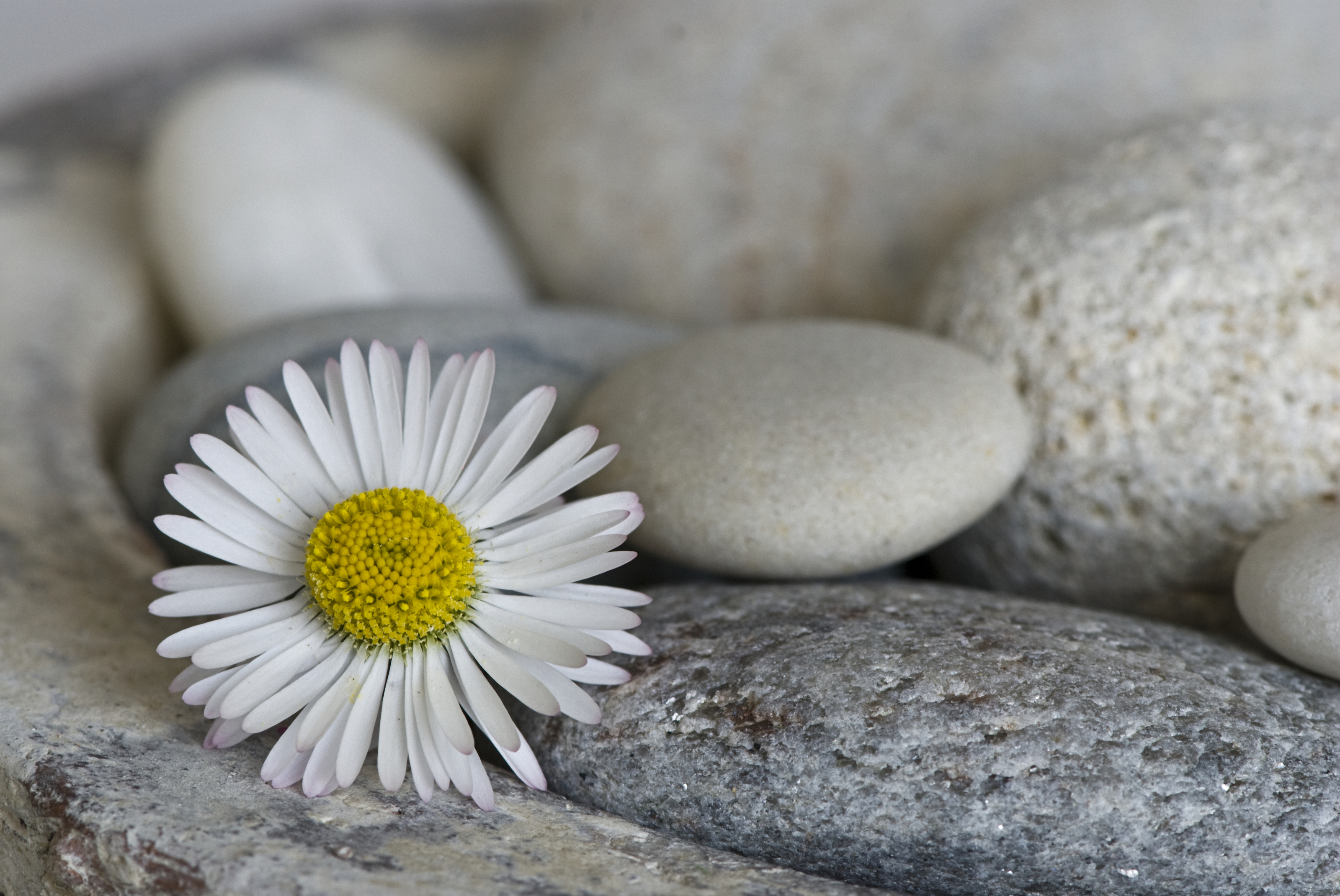 Daisy Pebble Mural - Andrea Haase - Murals Your Way