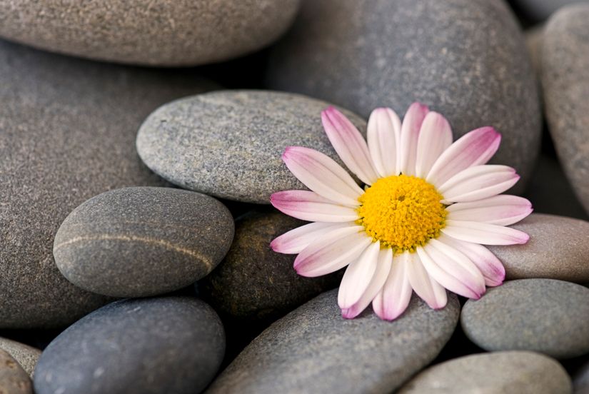 Daisy Pebble - Pink Mural - Andrea Haase - Murals Your Way