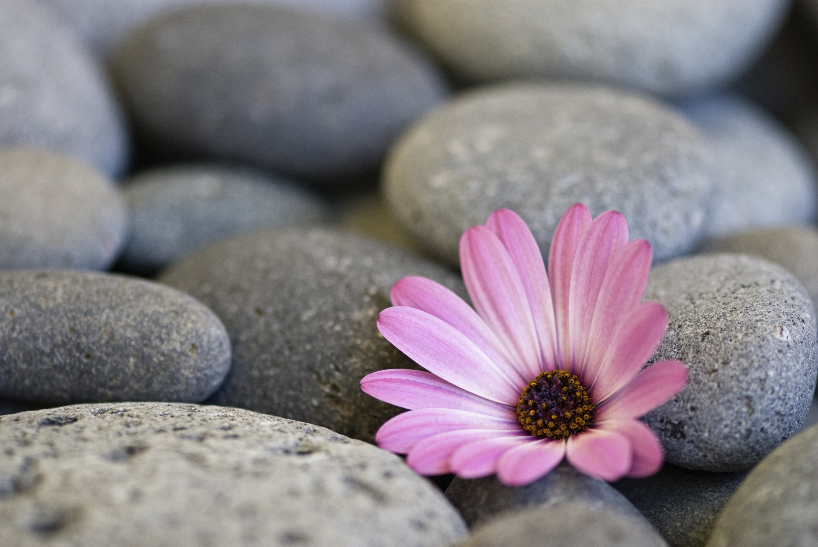 Daisy Pebble - Purple Mural - Andrea Haase - Murals Your Way