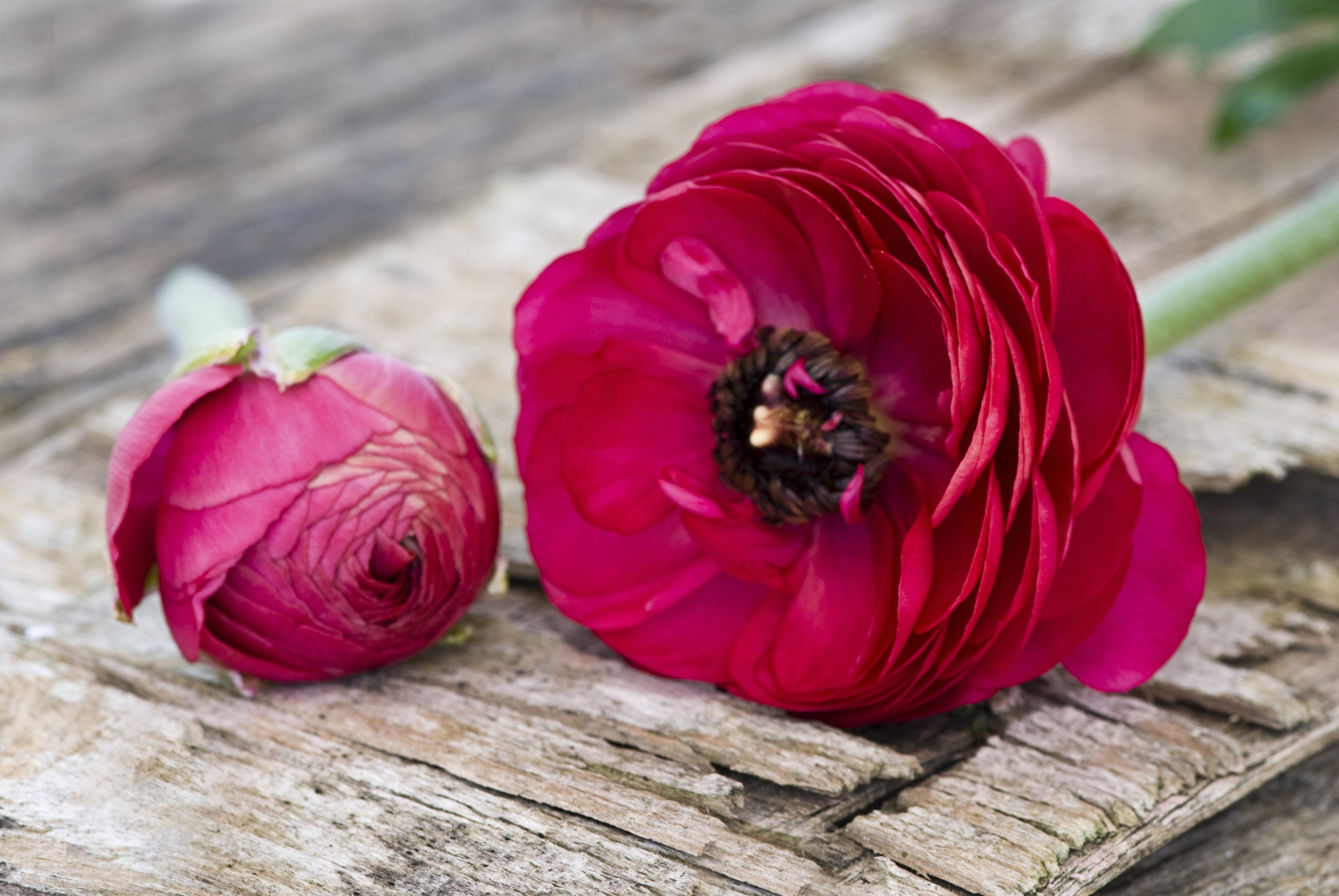Red Ranunculus Mural - Andrea Haase - Murals Your Way