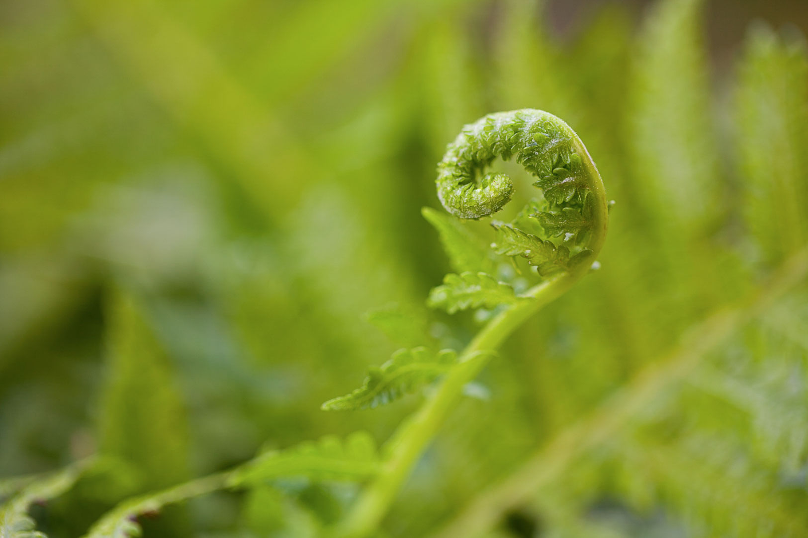 Fiddlehead Fern Mural Wallpaper - Murals Your Way