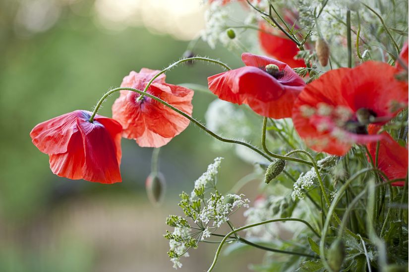 Bright Poppy Wallpaper Mural - Murals Your Way