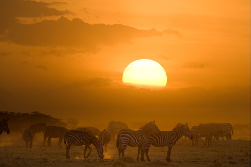 Zebra Herd At Sunset Mural - Jim Zuckerman - Murals Your Way