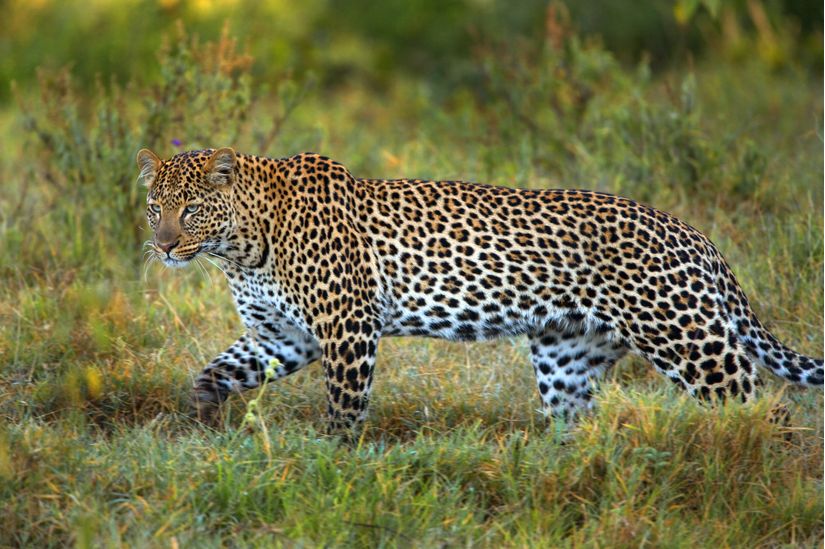 Leopard Stalking