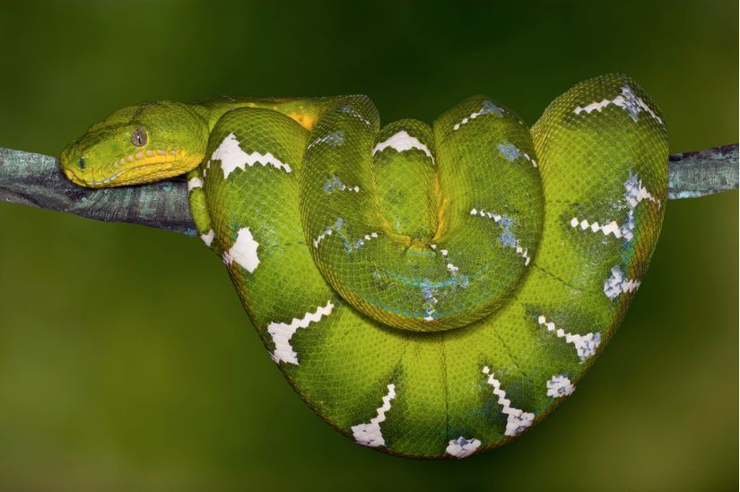Emerald Tree Boa Mural - Jim Zuckerman - Murals Your Way