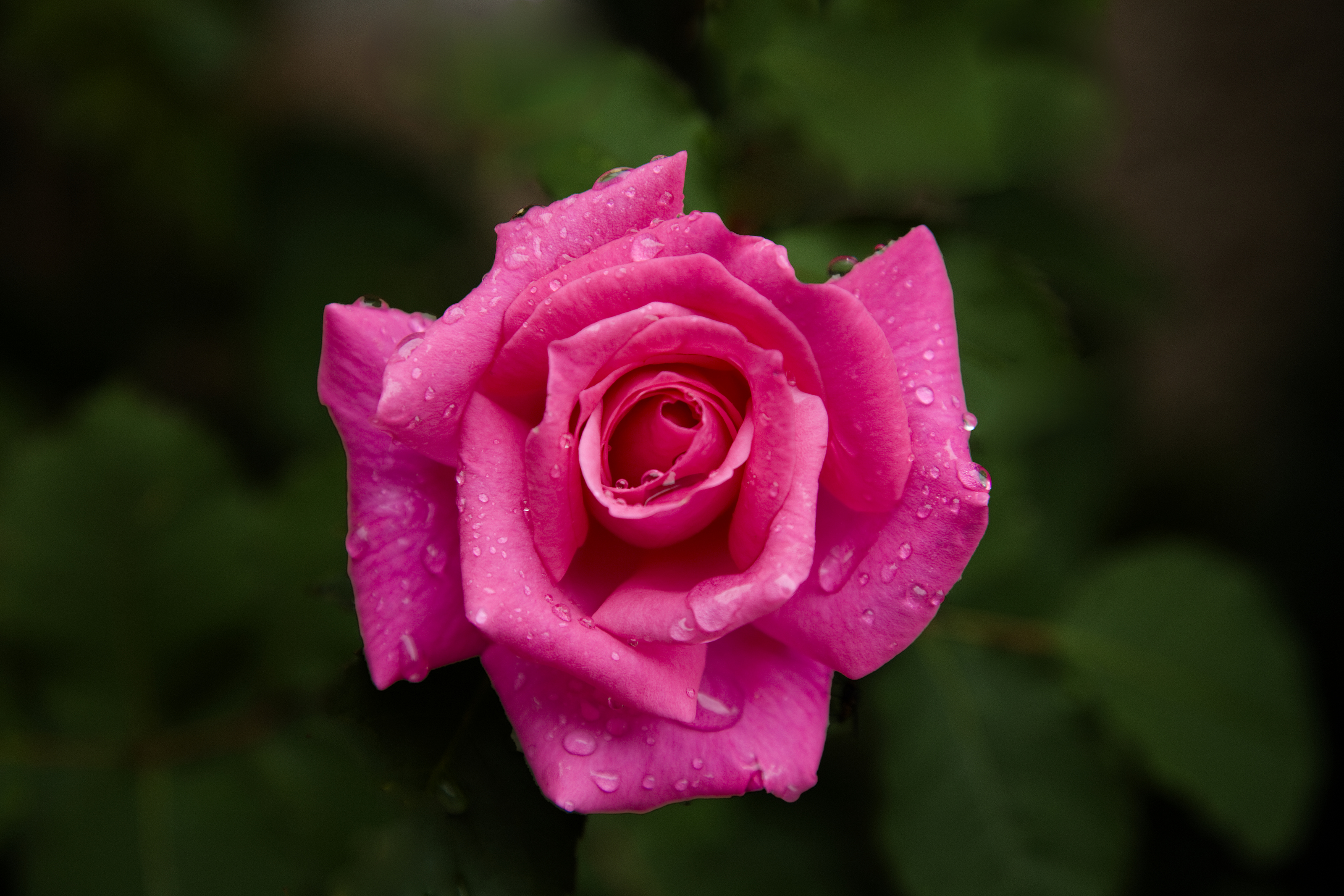 A Perfect Rose Mural - Jim Zuckerman - Murals Your Way