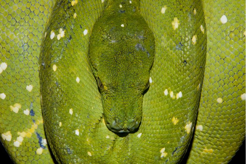 Green Tree Python, Indonesia Mural - Jim Zuckerman - Murals Your Way