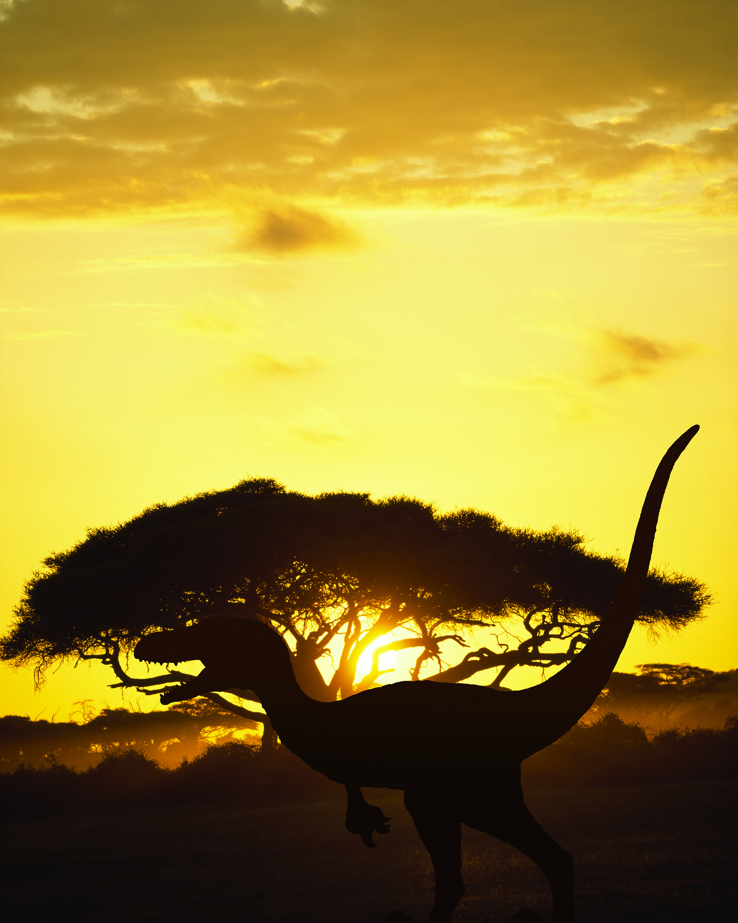 Velociraptor Silhouette Mural - Jim Zuckerman - Murals Your Way