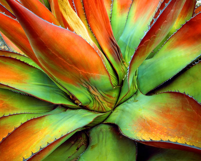 Agave Cactus Mural by Jim Zuckerman - Murals Your Way