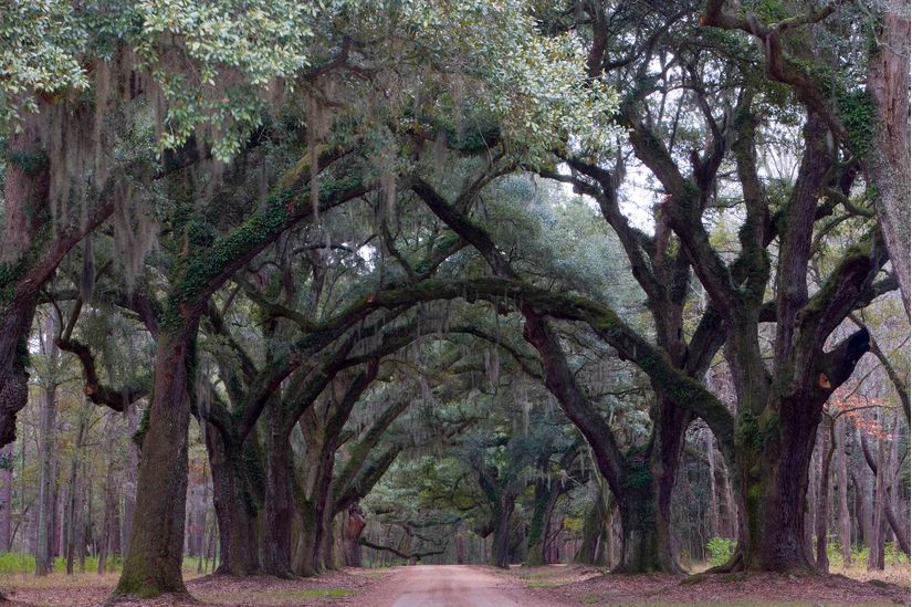 South Carolina Oak Trees Mural | Tree Murals - Murals Your Way
