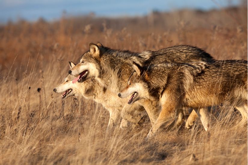 Wolf Pack Running Wallpaper