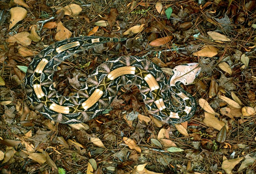 Gaboon Viper
