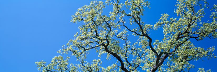 California Oak Tree Wall Mural - Murals Your Way