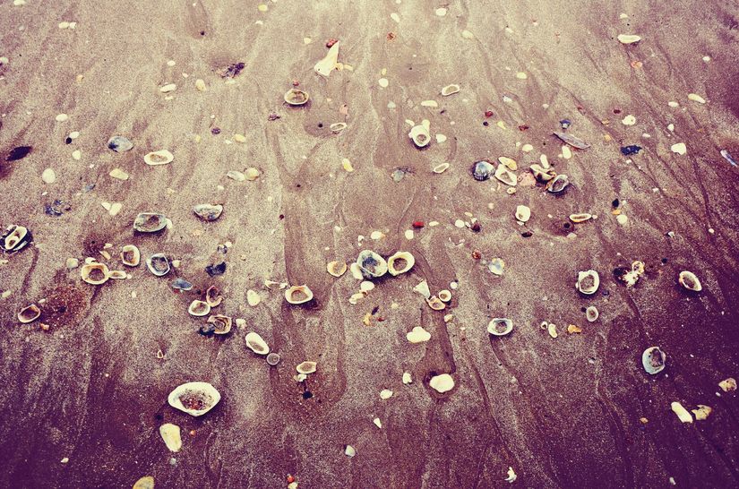 Beached Seashells Wallpaper Mural - Murals Your Way