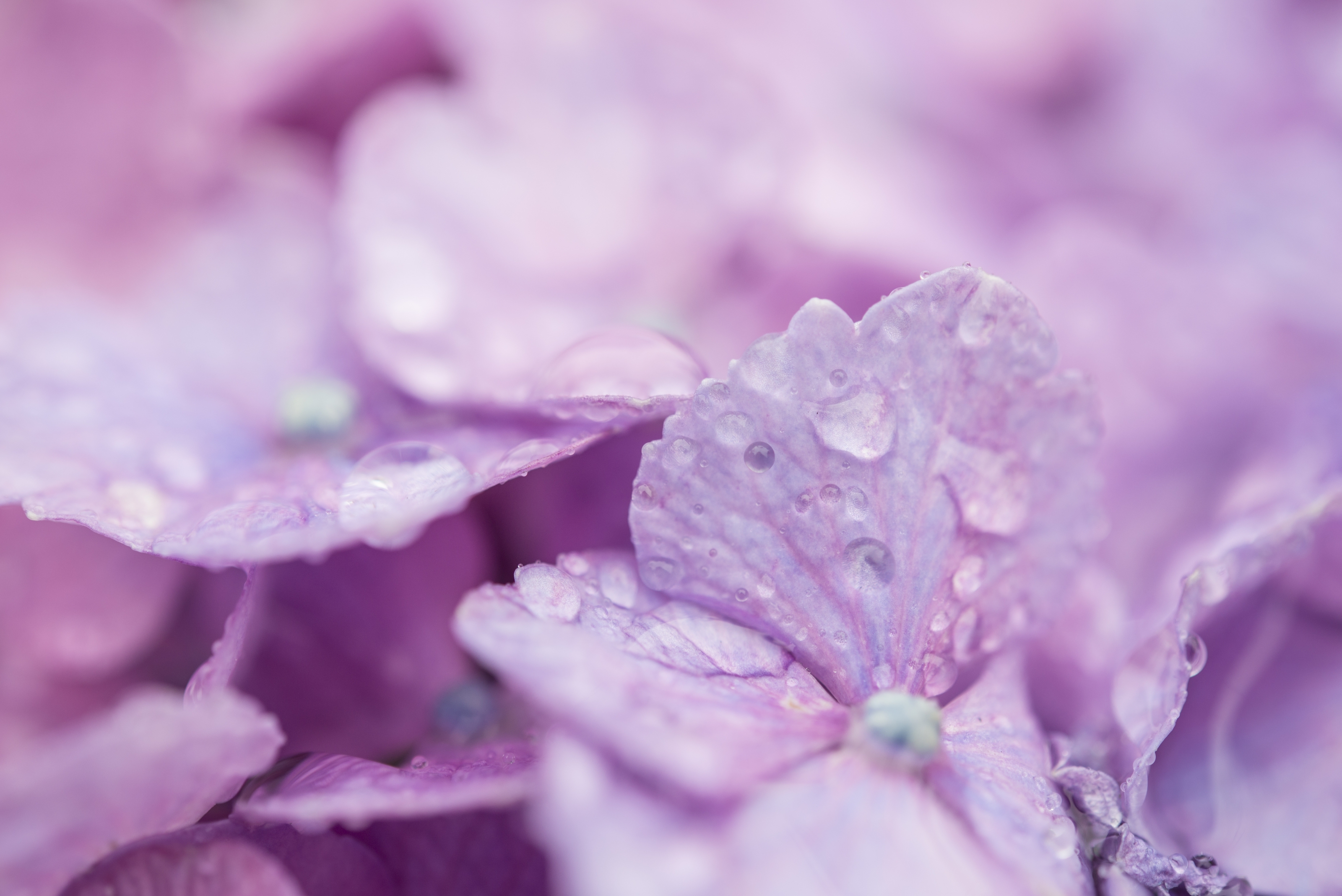 Macro View Of Hydrangea Wall Mural - Murals Your Way