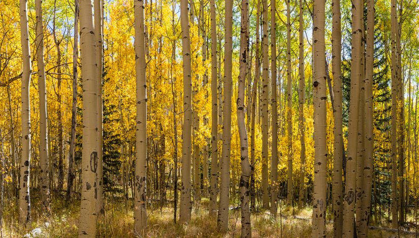 Aspen Trees Wall Mural | Autumn Leaves Mural - Murals Your Way