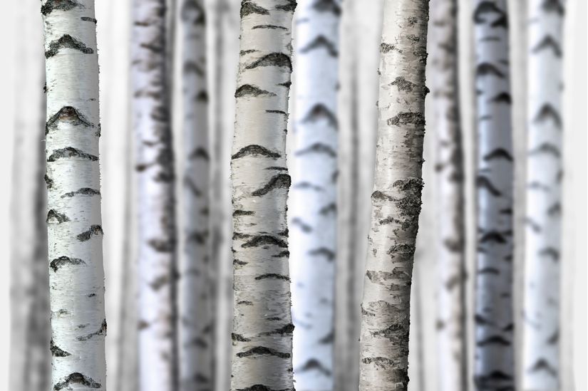 Birch Tree Trunks Mural | Birch Trees Wallpaper - Murals Your Way