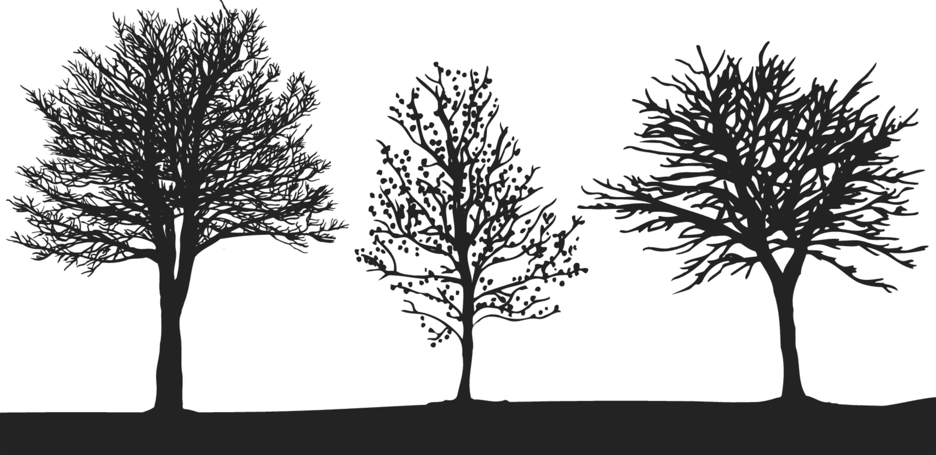 Tree Silhouettes Wallpaper Mural - Murals Your Way