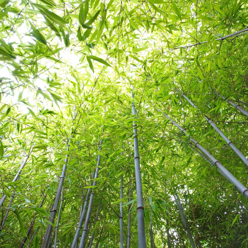 Bamboo Jungle Wall Mural | Tree Wallpaper - Murals Your Way