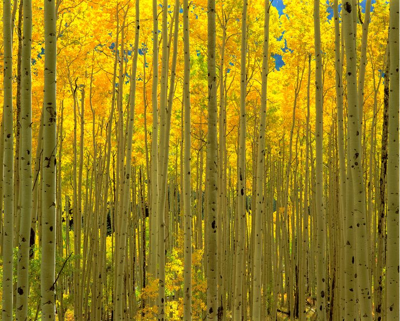 Aspen Tree Mural | White River National Forest Mural - Murals Your Way