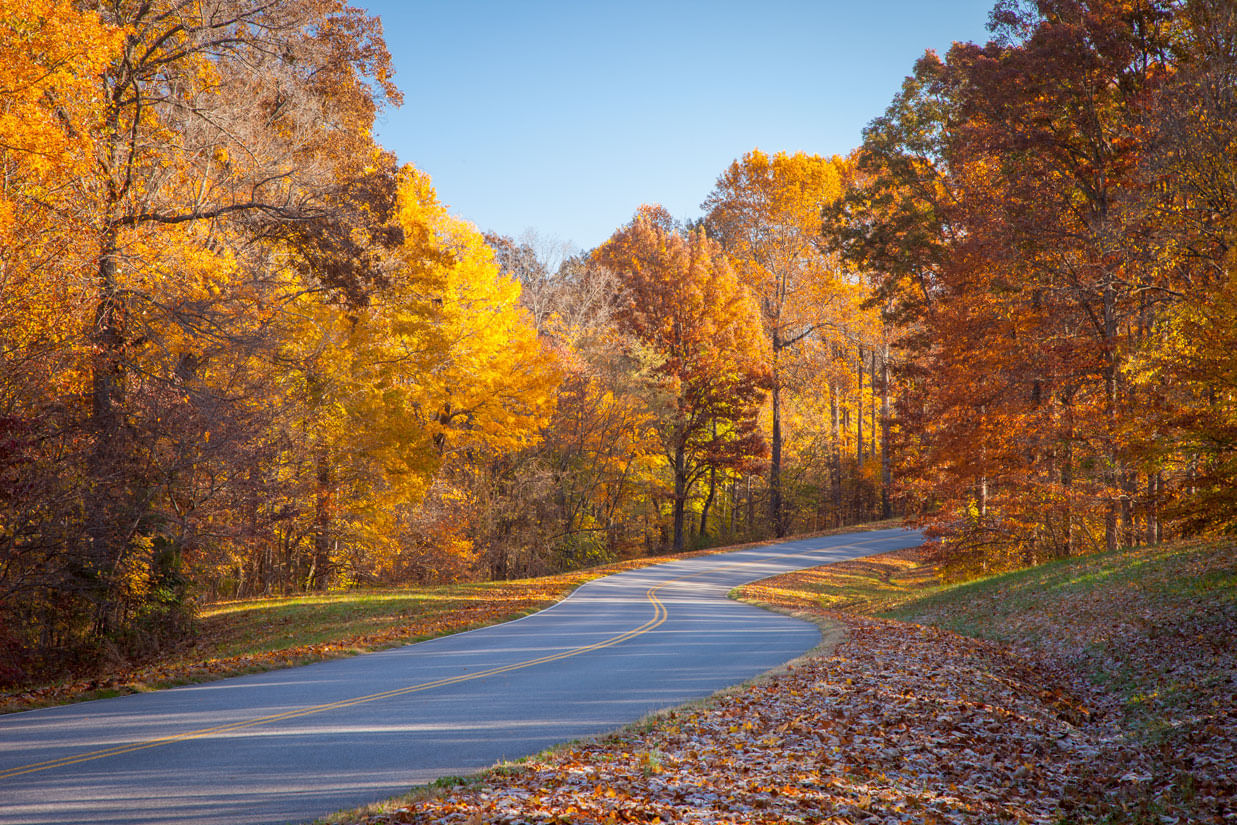 Fall Road Wall Mural - Murals Your Way