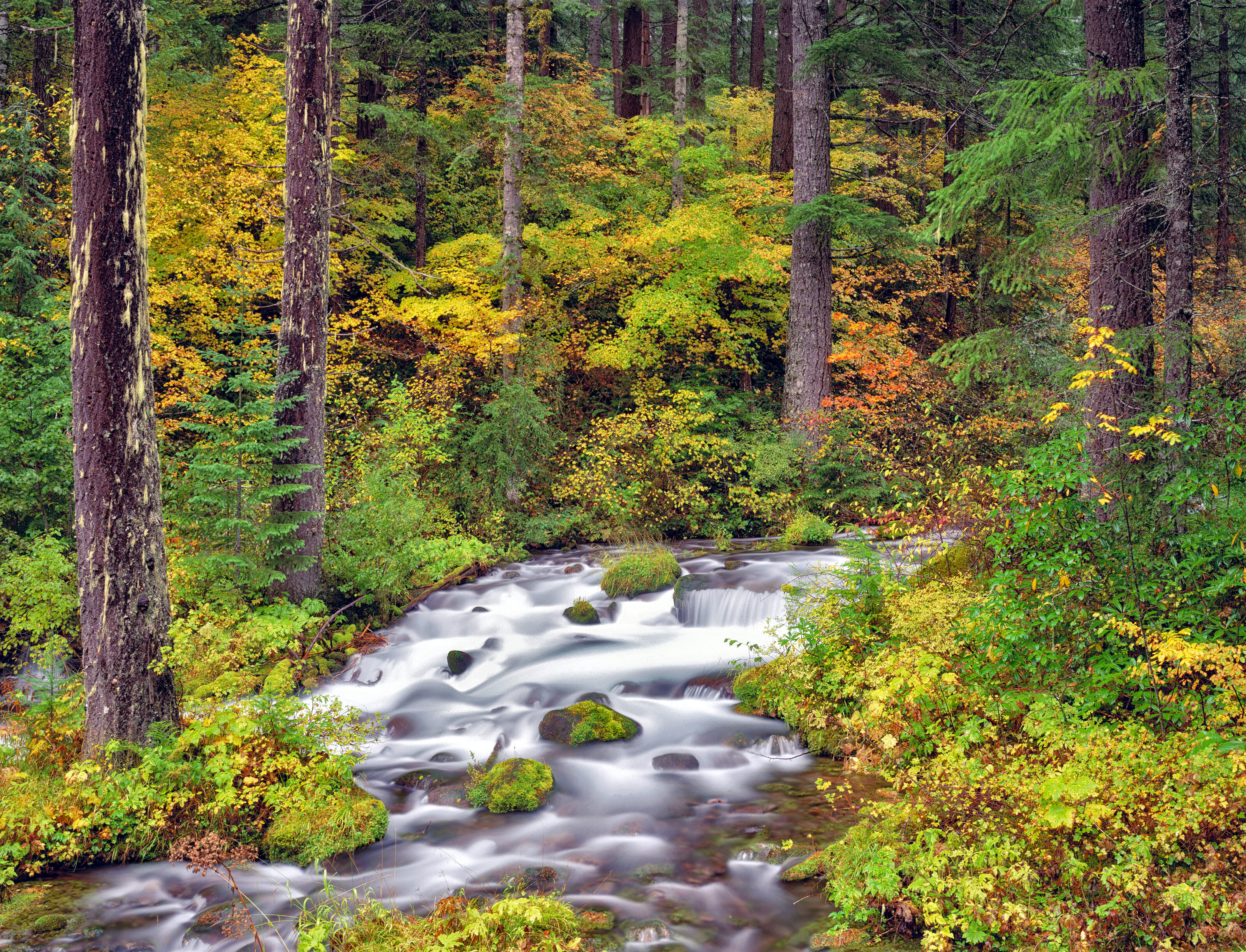Roaring River In Fall Wall Mural - Murals Your Way