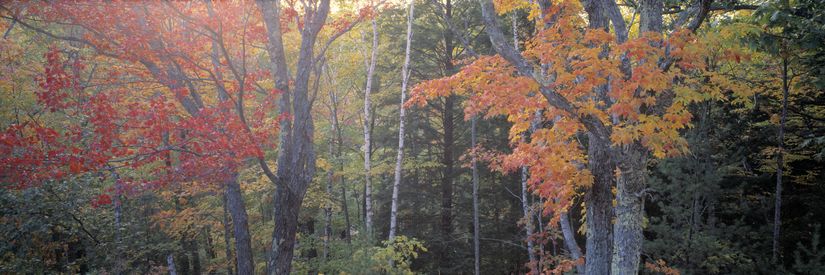 Shades Of Autumn Wall Mural - Murals Your Way